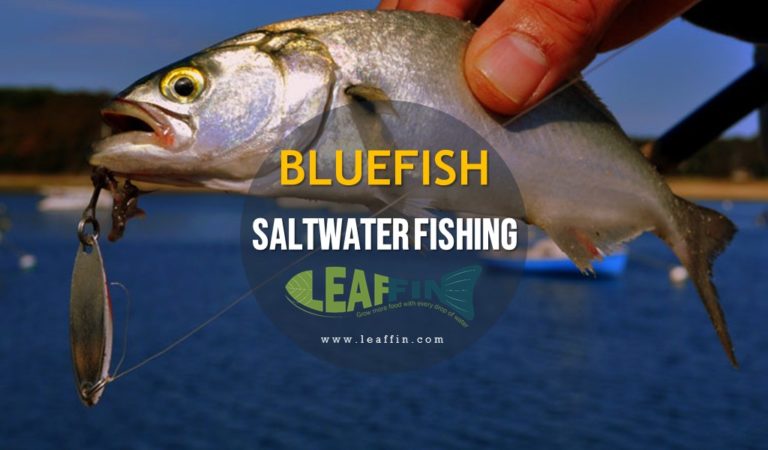 Saltwater Fishing: Full Guide to Catching Bluefish [Lures & Baits]